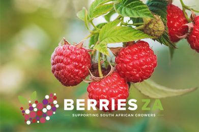 Rebrand for South African berry industry body – Trade Forward Southern ...