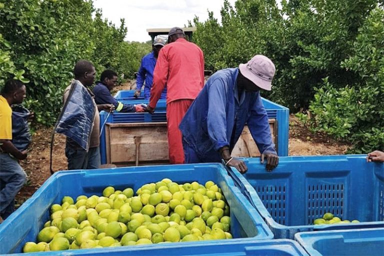 South Africa’s citrus exports set to increase despite ongoing ...