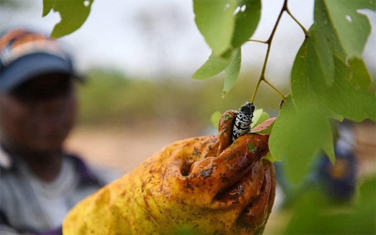 ‘Vibrant’ cross-border trade in mopane worms from Botswana to South ...